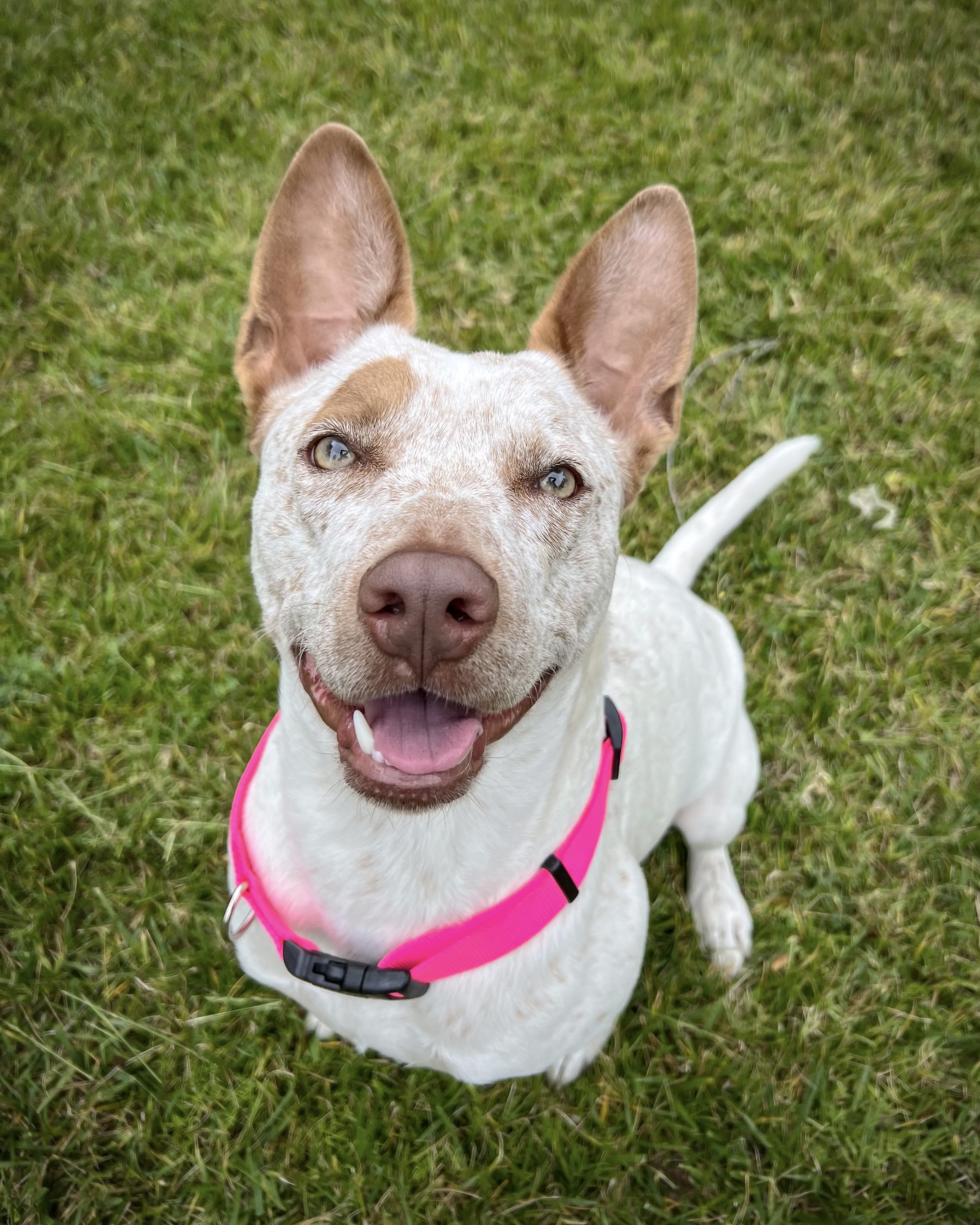 Will Dogs Go to Heaven and Do You Need to Plan for Them in Your Estate ...